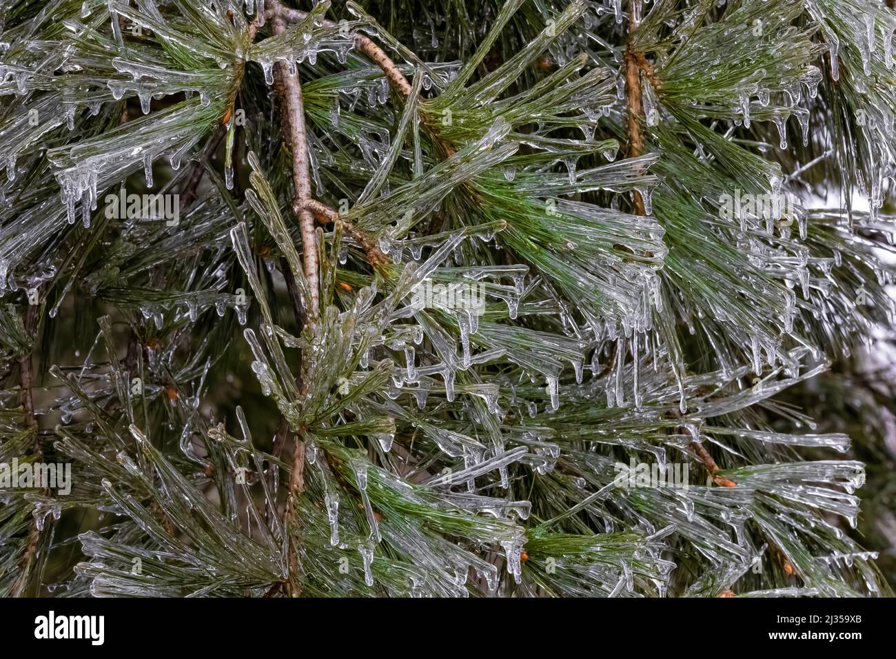 Eastern White Pine, Pinus strobus, needles coated with ice after an ice ...