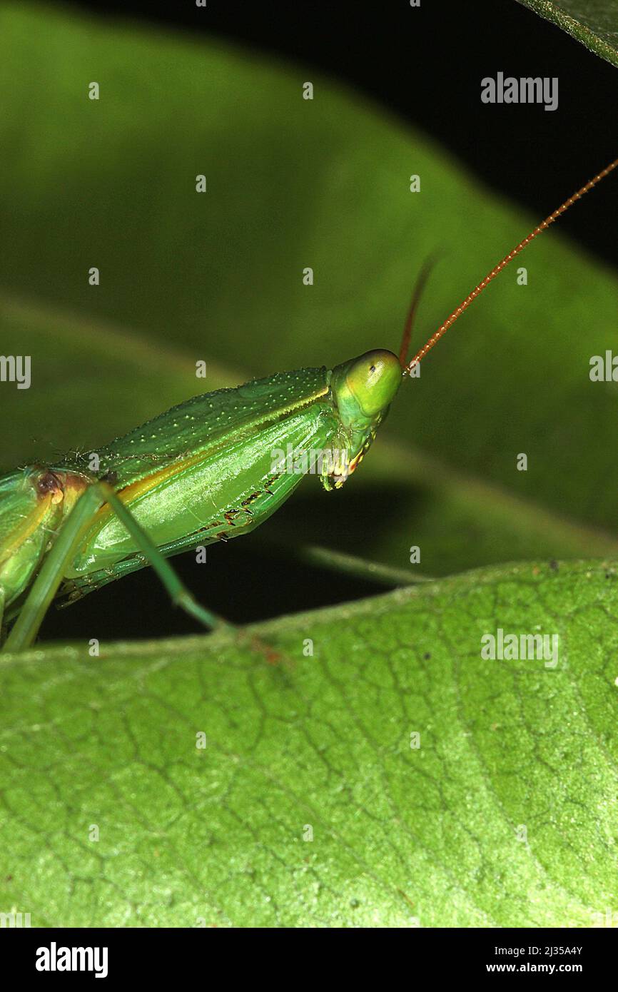 New Zealand mantis (Orthodera novaezealandiae Stock Photo - Alamy