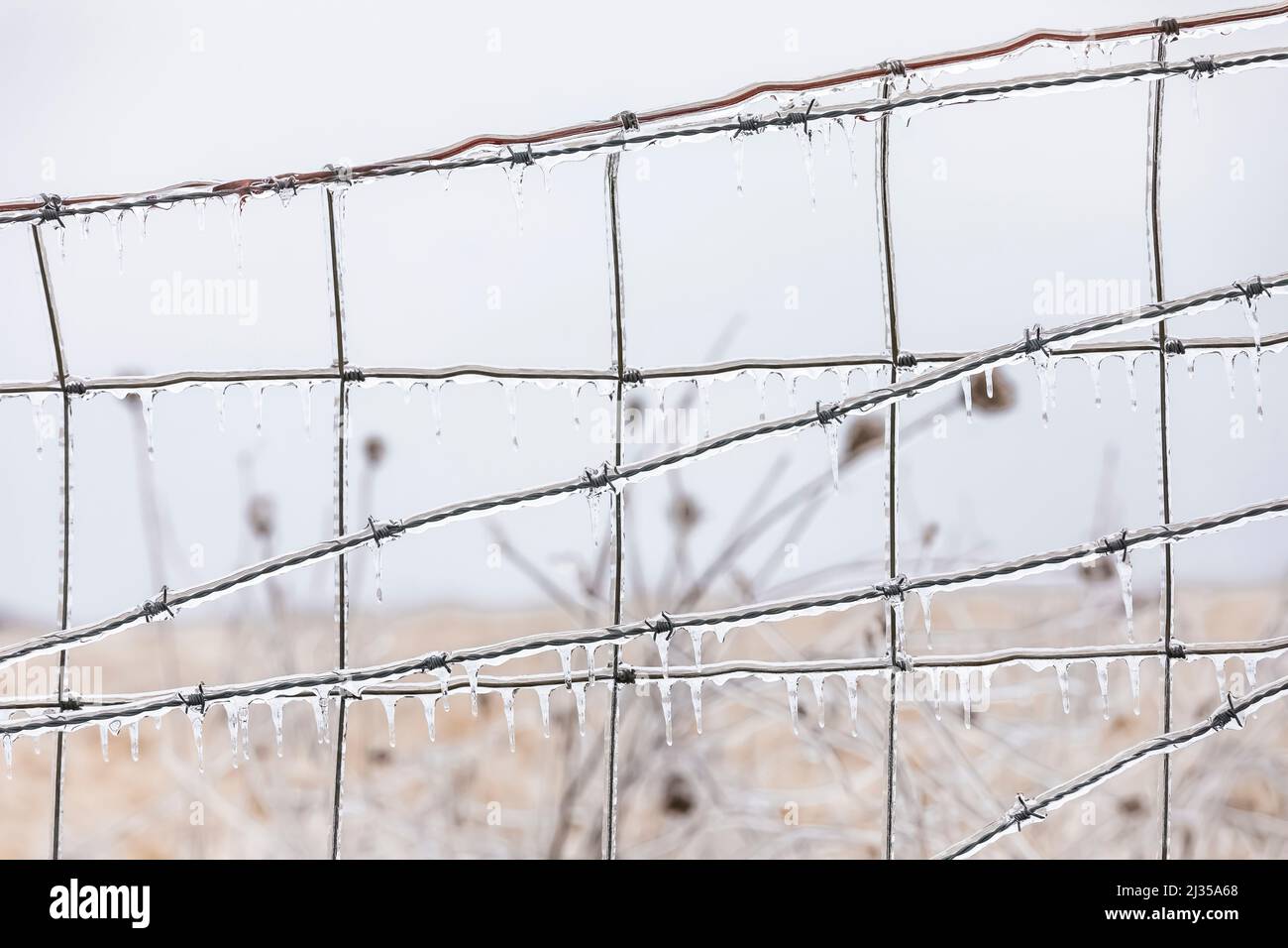 Roadside plant and barbed wire dripping icicles after a freezing rain ...