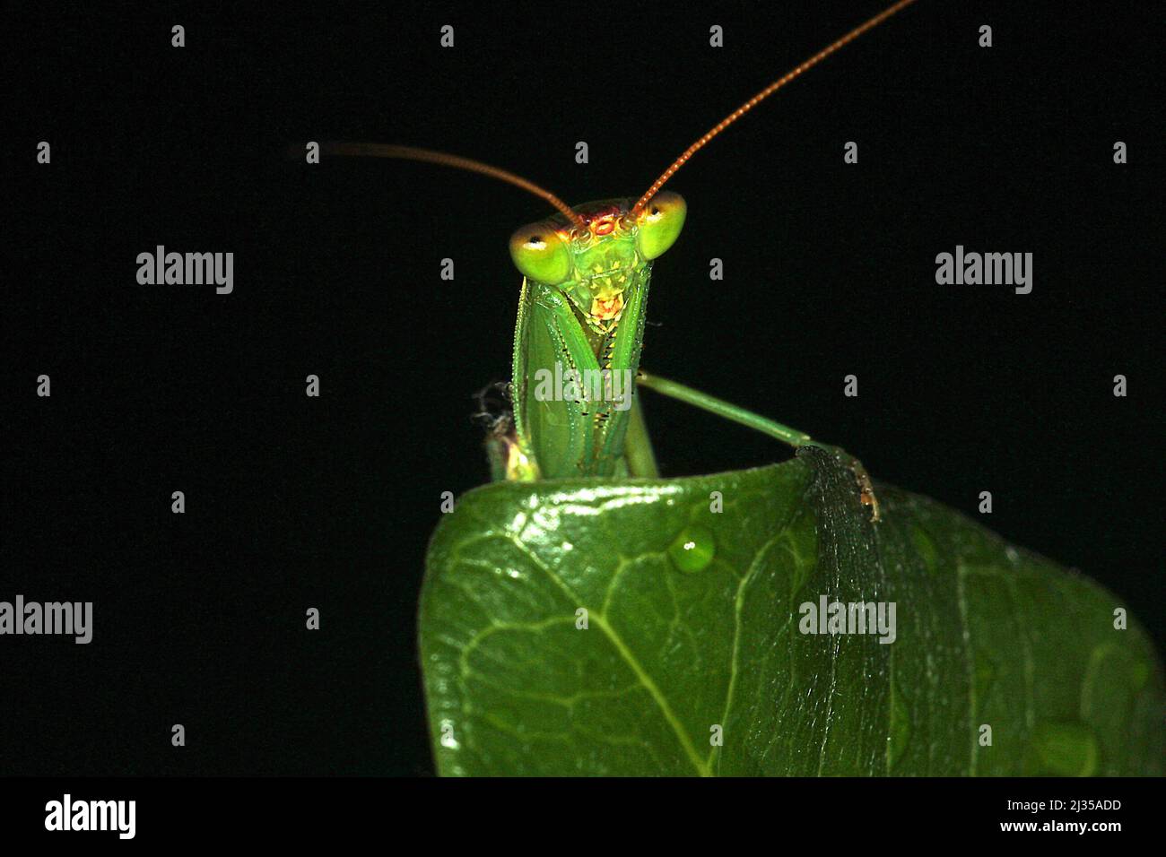 New Zealand mantis (Orthodera novaezealandiae Stock Photo - Alamy