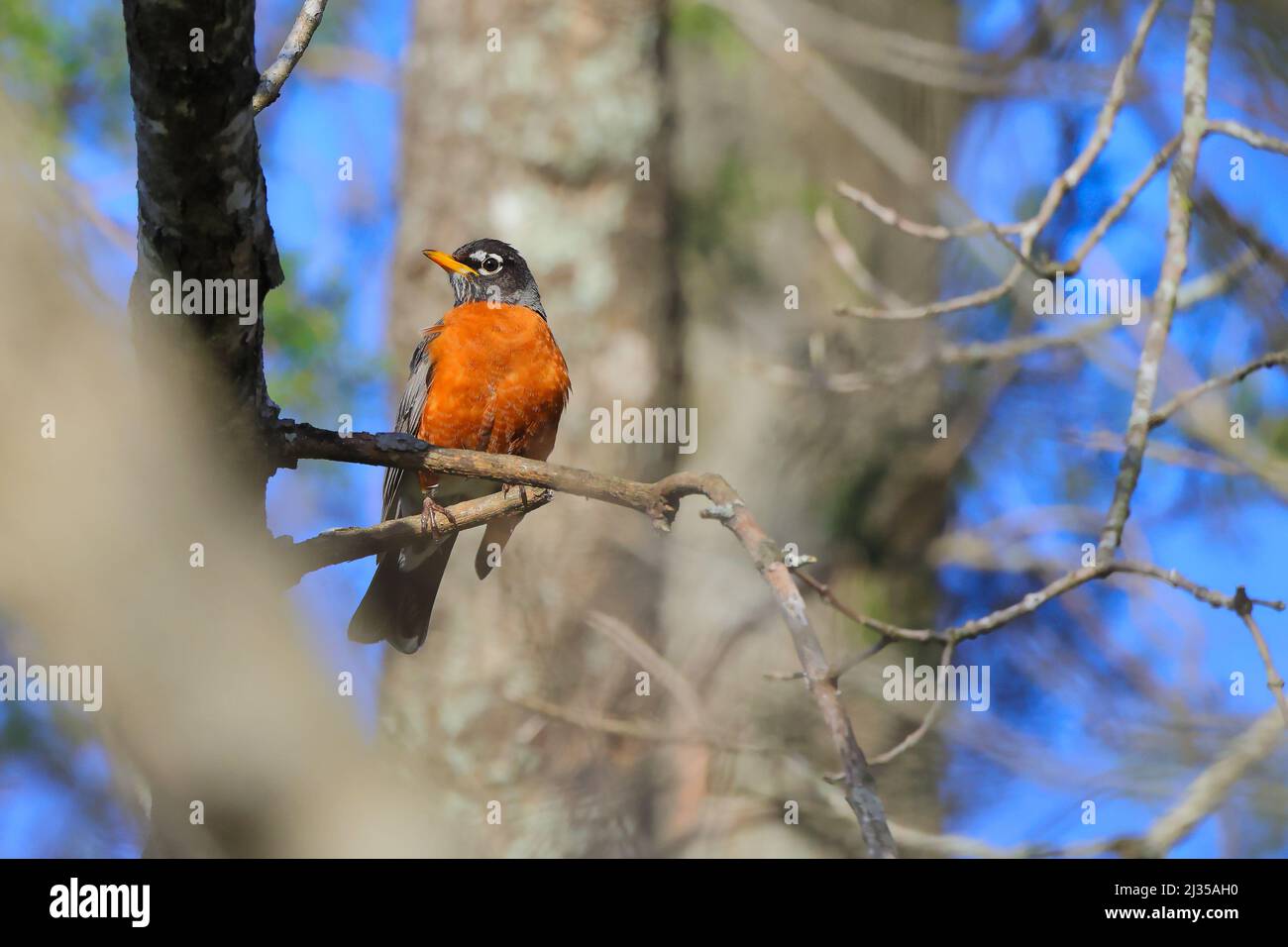 An American Robin on tree branch Stock Photo - Alamy