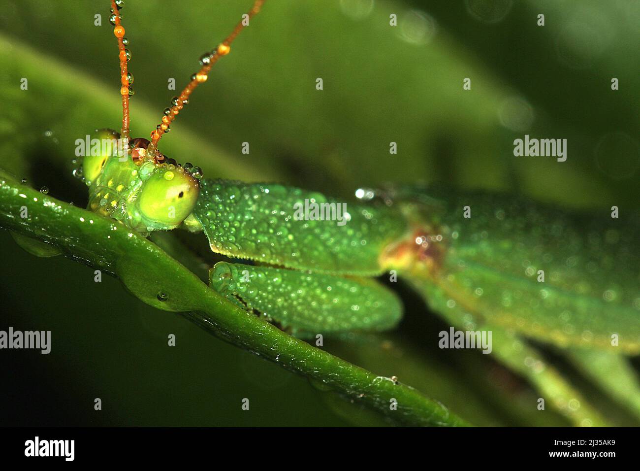 New Zealand mantis (Orthodera novaezealandiae Stock Photo - Alamy