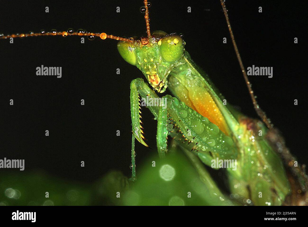 New Zealand mantis (Orthodera novaezealandiae Stock Photo - Alamy