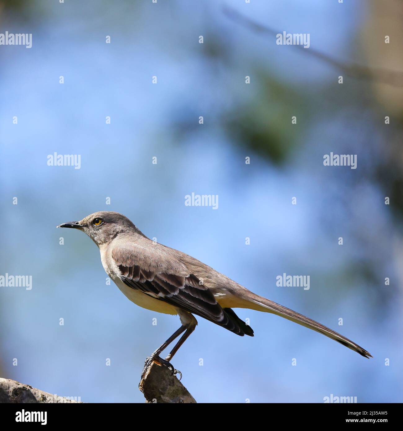 A Northern Mockingbird on a tree branch Stock Photo - Alamy