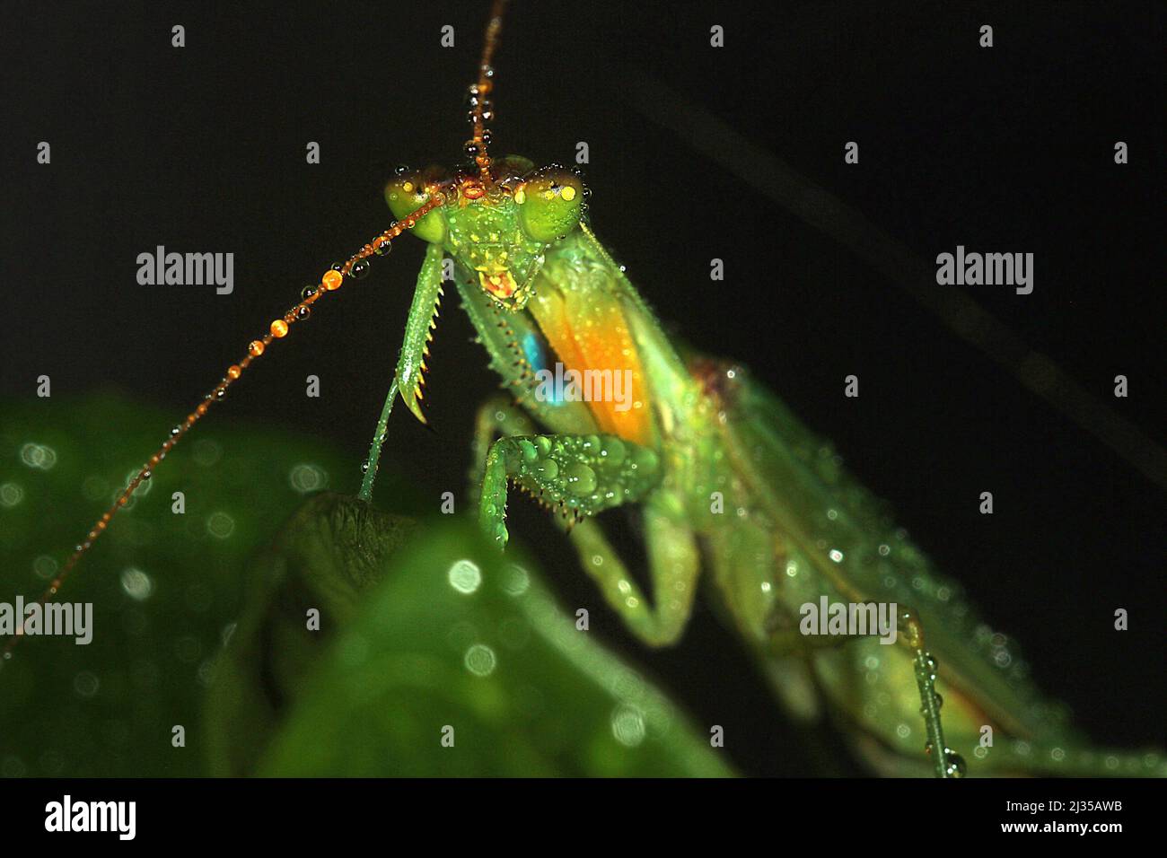 New zealand preying mantis hi-res stock photography and images - Alamy