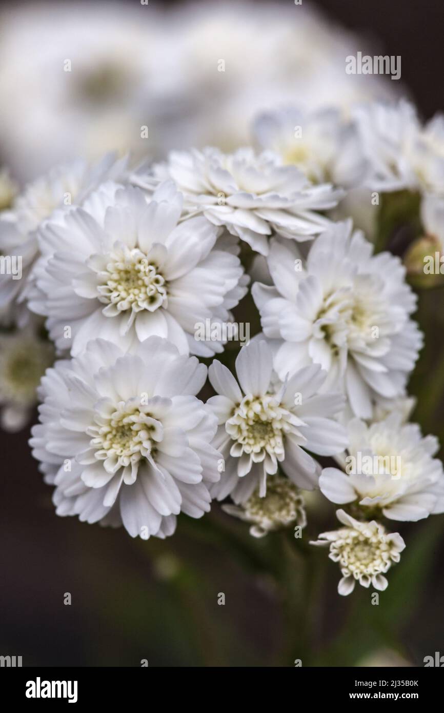 Perrys white hi-res stock photography and images - Alamy
