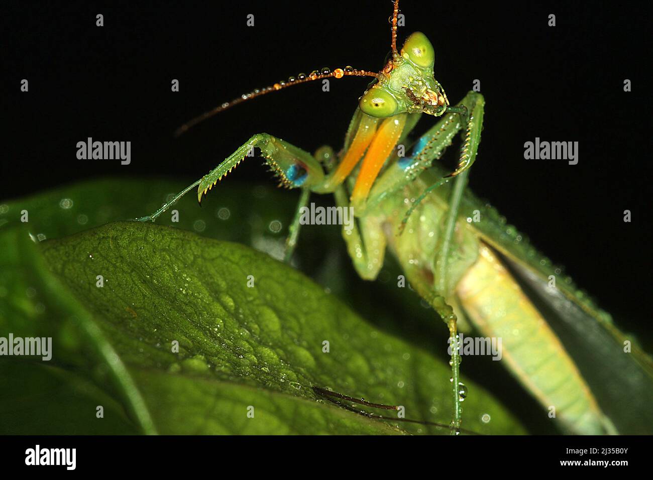 New Zealand mantis (Orthodera novaezealandiae Stock Photo - Alamy