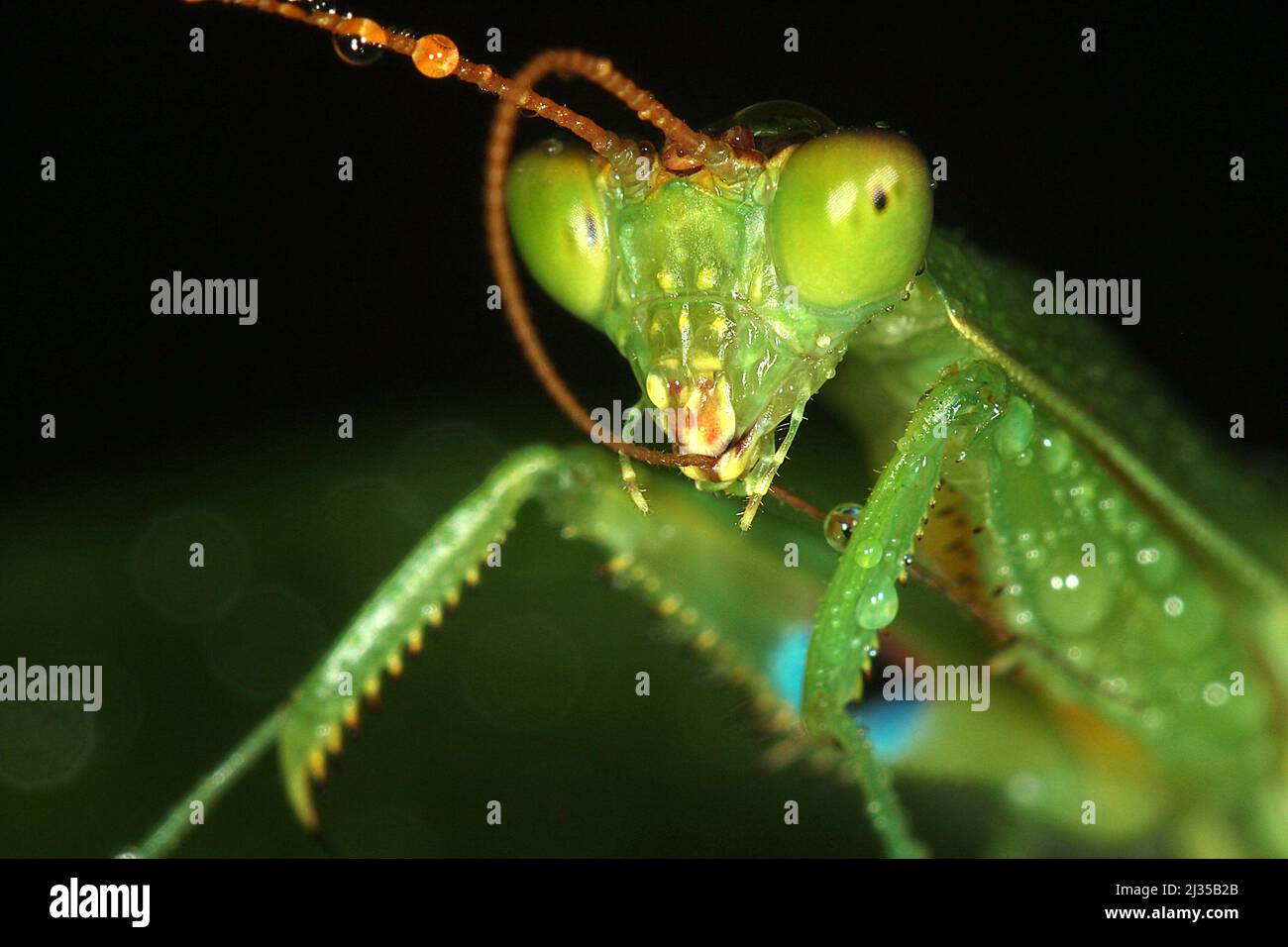 New Zealand mantis (Orthodera novaezealandiae Stock Photo - Alamy