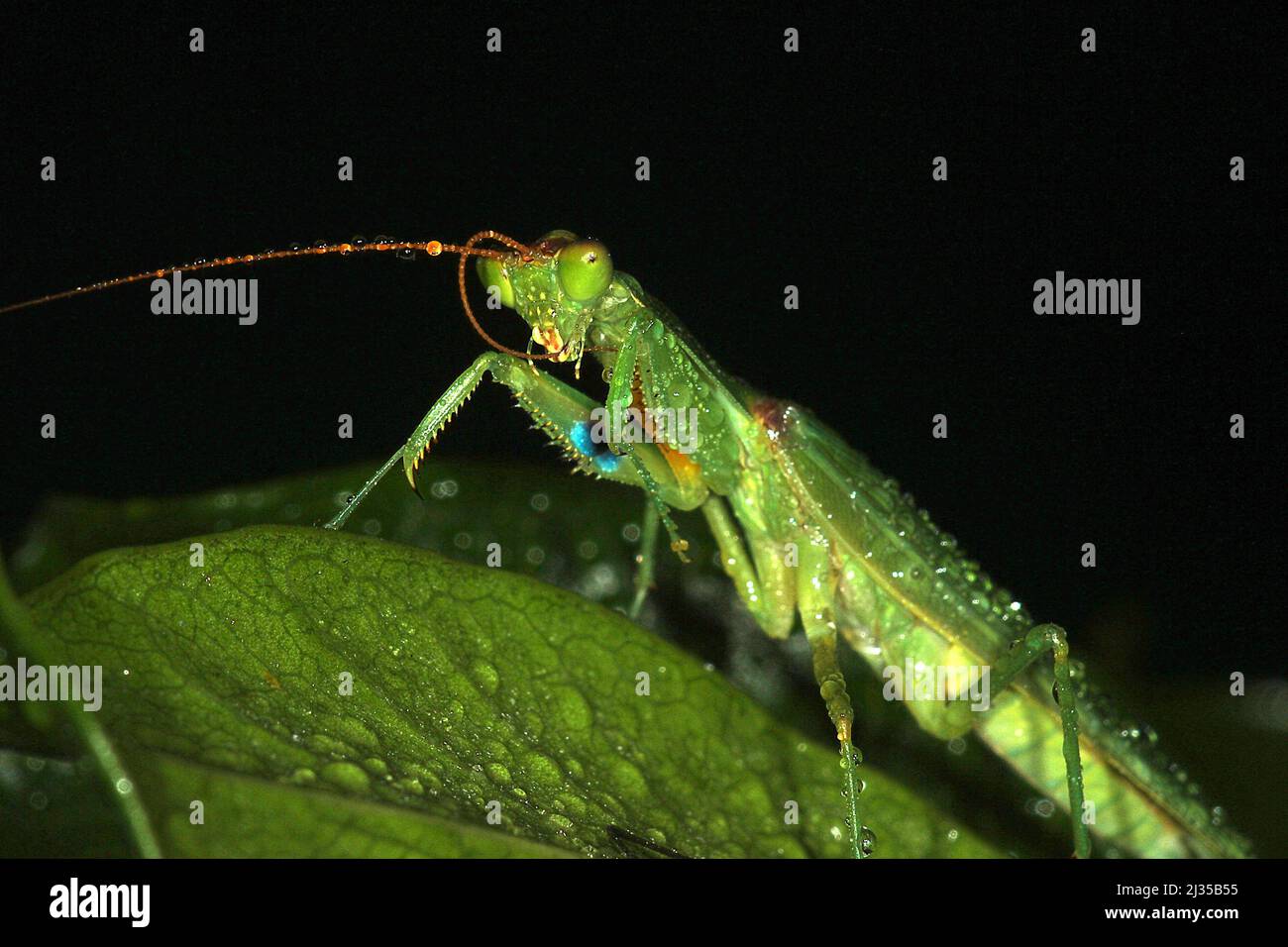 New Zealand mantis (Orthodera novaezealandiae Stock Photo - Alamy