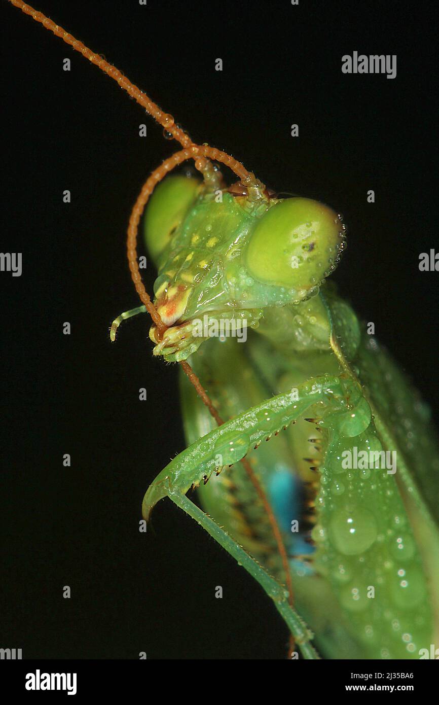 New Zealand mantis (Orthodera novaezealandiae Stock Photo - Alamy
