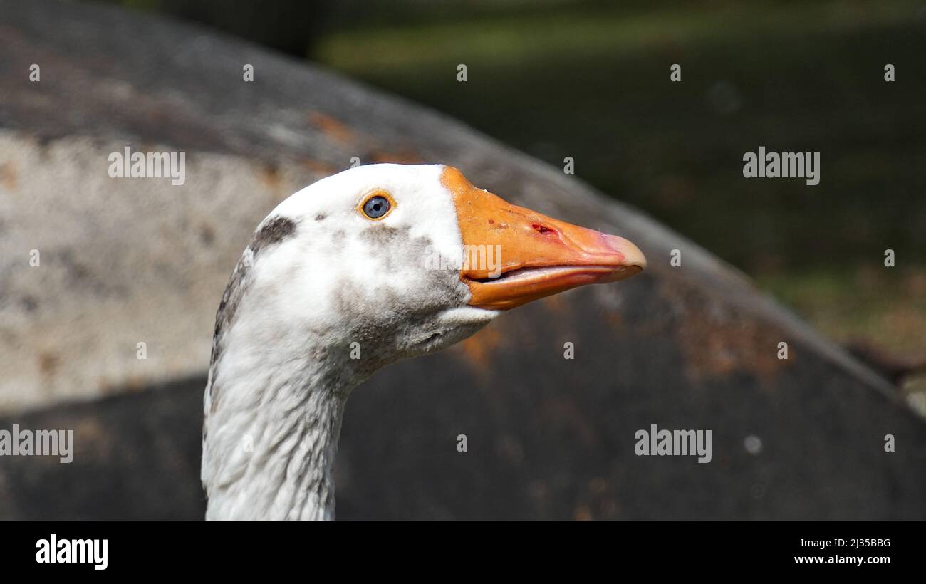A portrait of white goose Stock Photo - Alamy