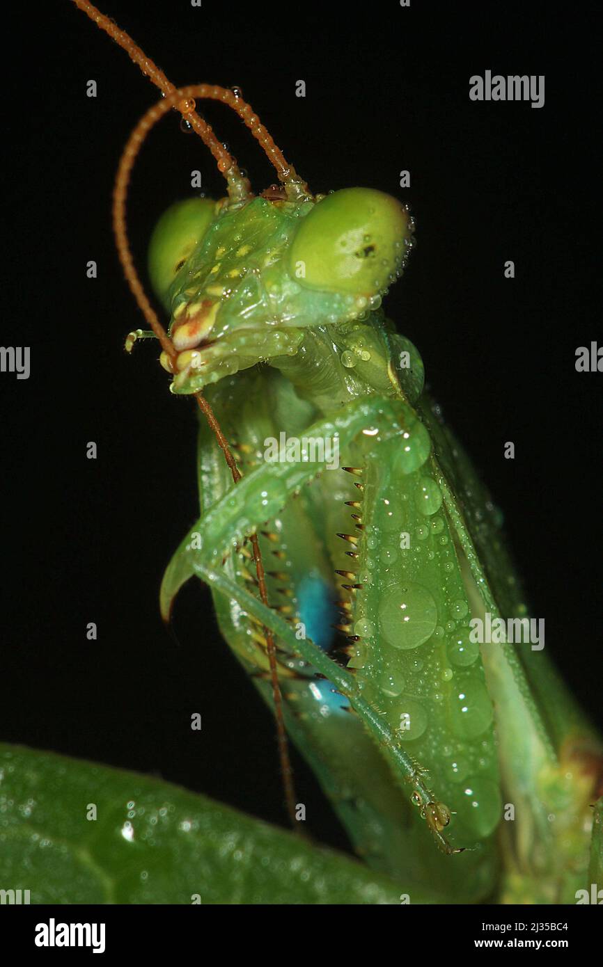 New Zealand mantis (Orthodera novaezealandiae Stock Photo - Alamy