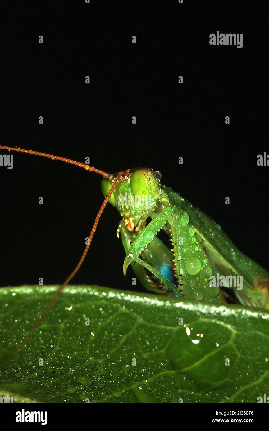 New Zealand mantis (Orthodera novaezealandiae Stock Photo - Alamy