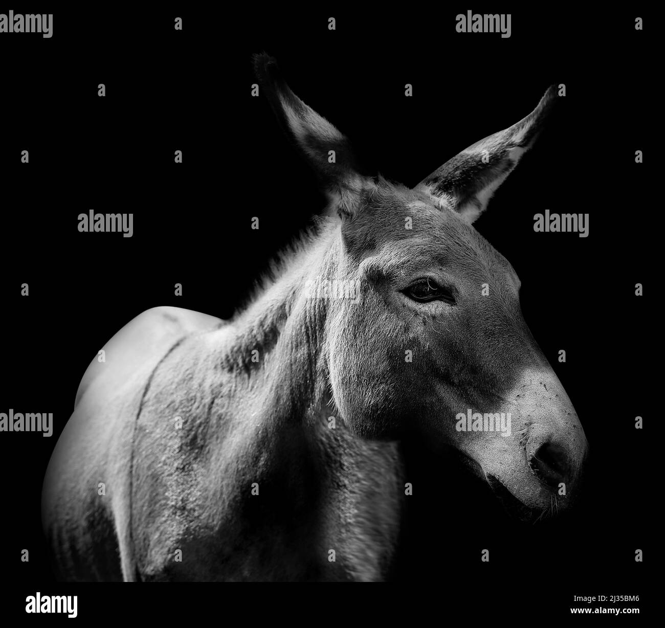 Domestic donkey on farm Black and White Stock Photos & Images - Alamy