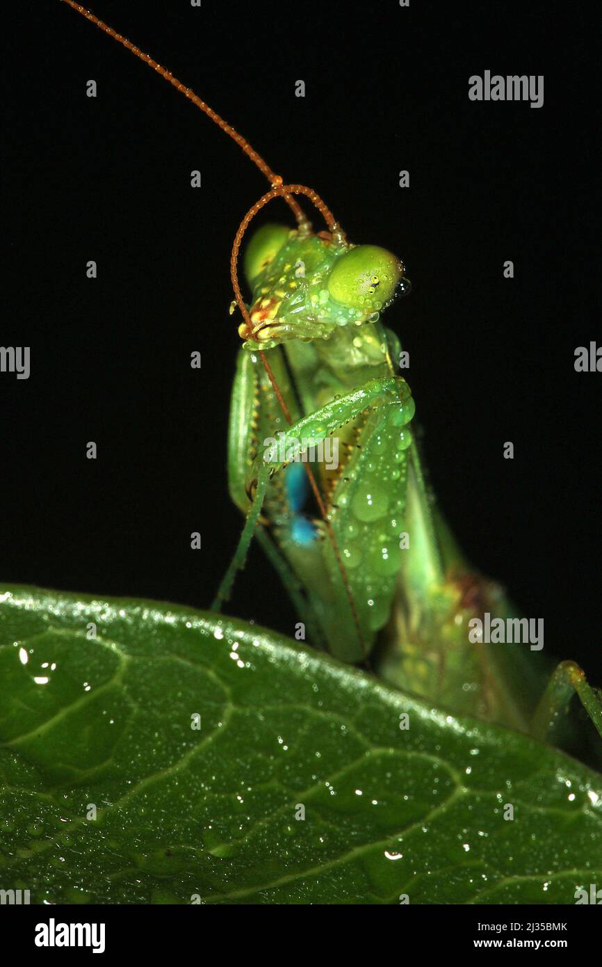New Zealand mantis (Orthodera novaezealandiae Stock Photo - Alamy