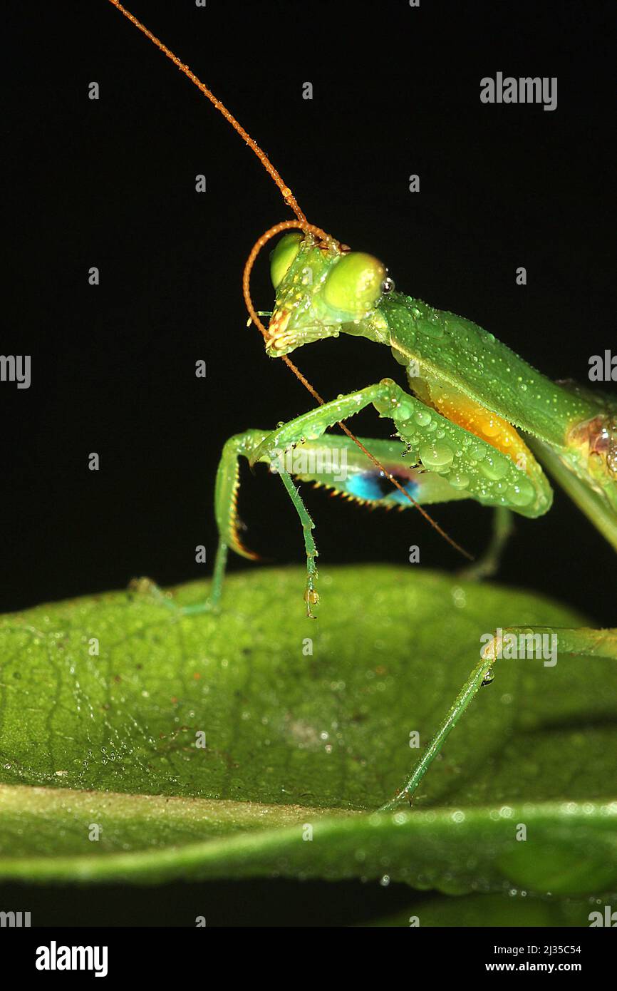 New Zealand mantis (Orthodera novaezealandiae Stock Photo - Alamy