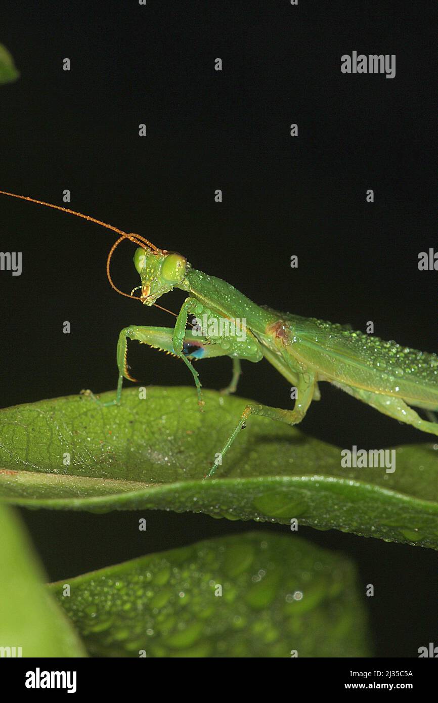 New Zealand mantis (Orthodera novaezealandiae Stock Photo - Alamy