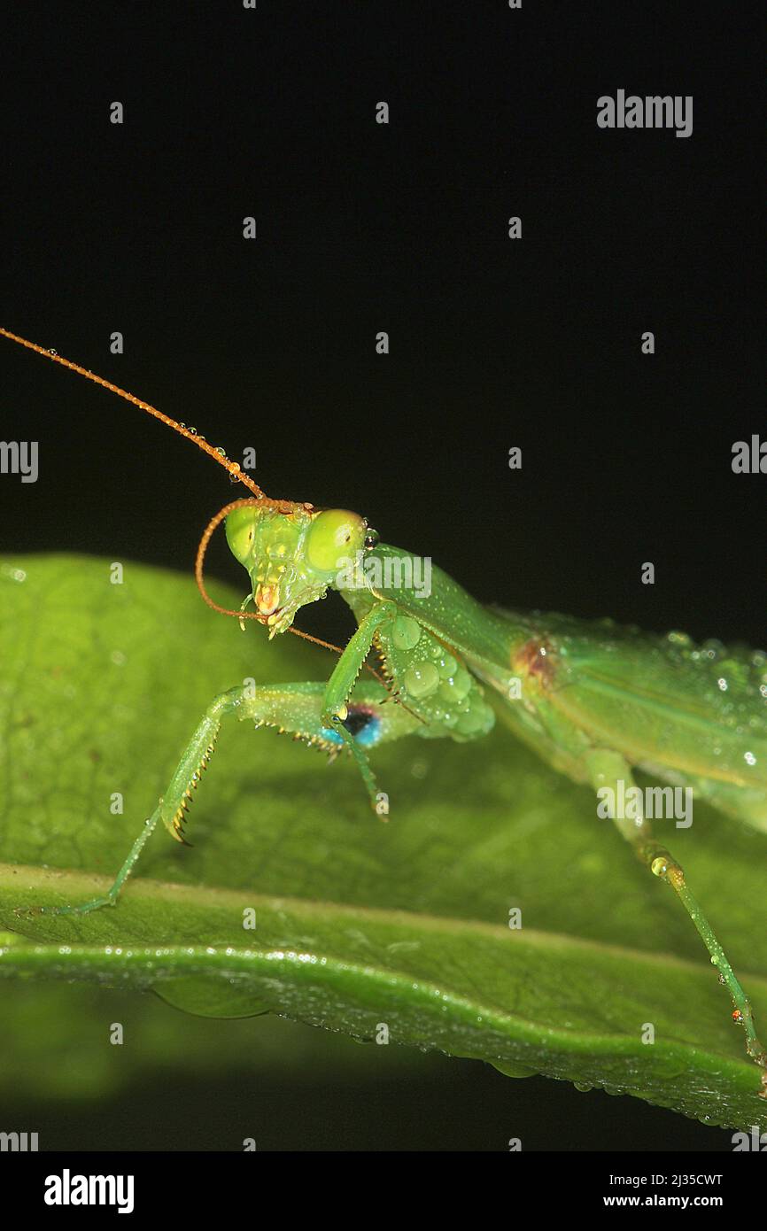 New Zealand mantis (Orthodera novaezealandiae Stock Photo - Alamy