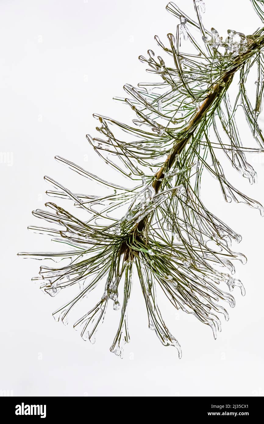 Eastern White Pine, Pinus strobus, needles coated with ice after an ice ...