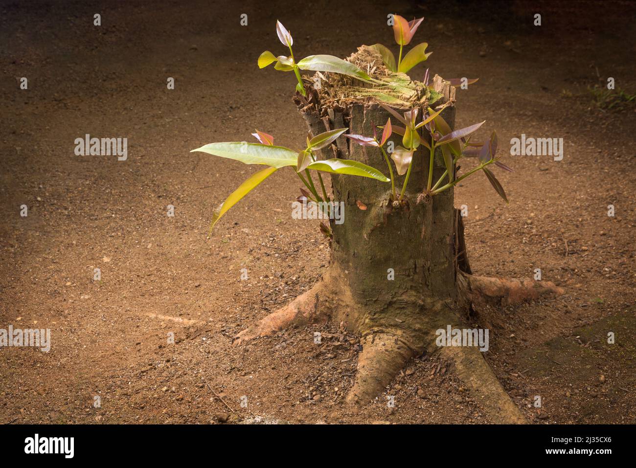 growing sprouts or shoots of leaves from an old cut tree trunk ...