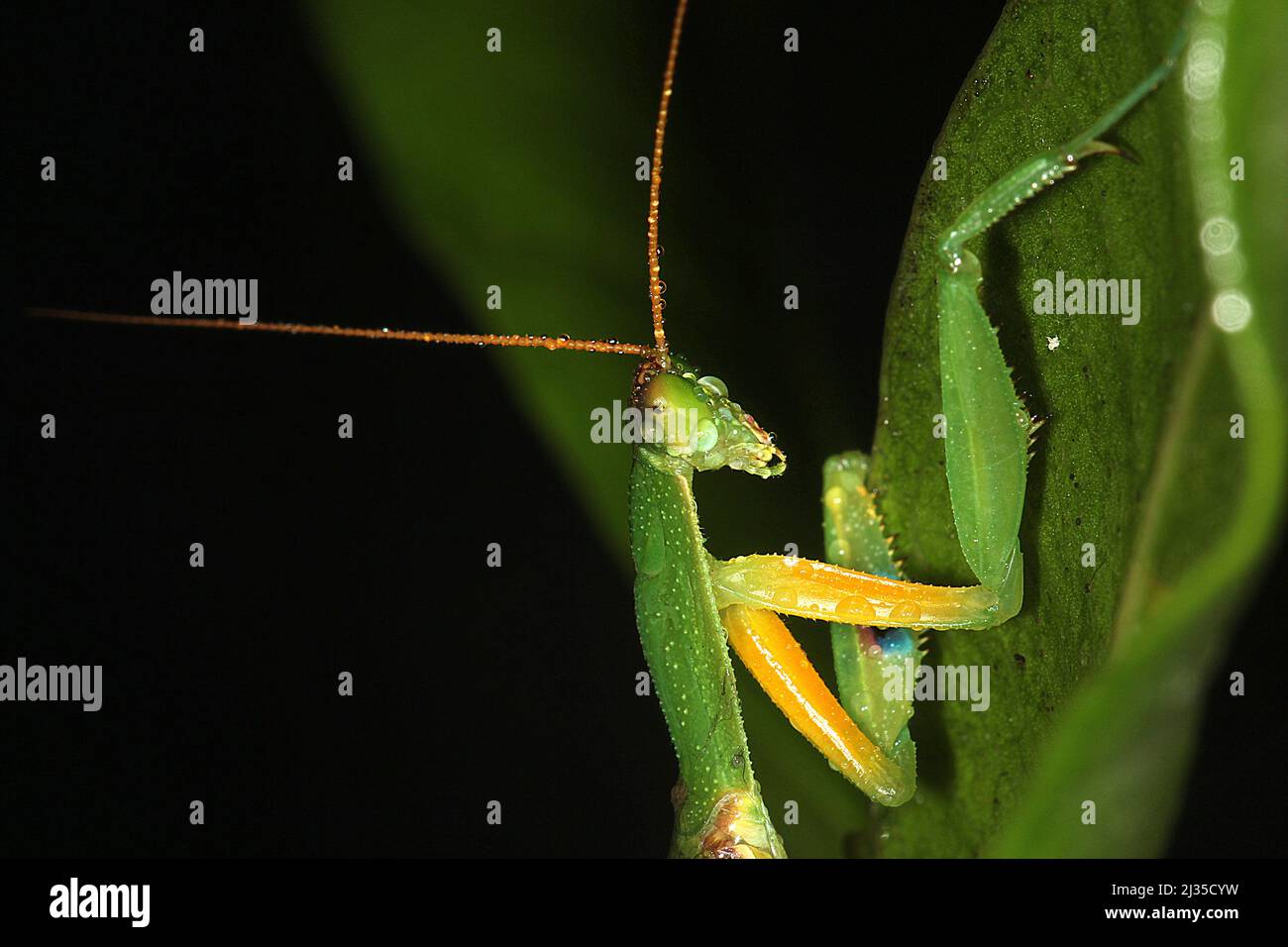 New Zealand mantis (Orthodera novaezealandiae Stock Photo - Alamy