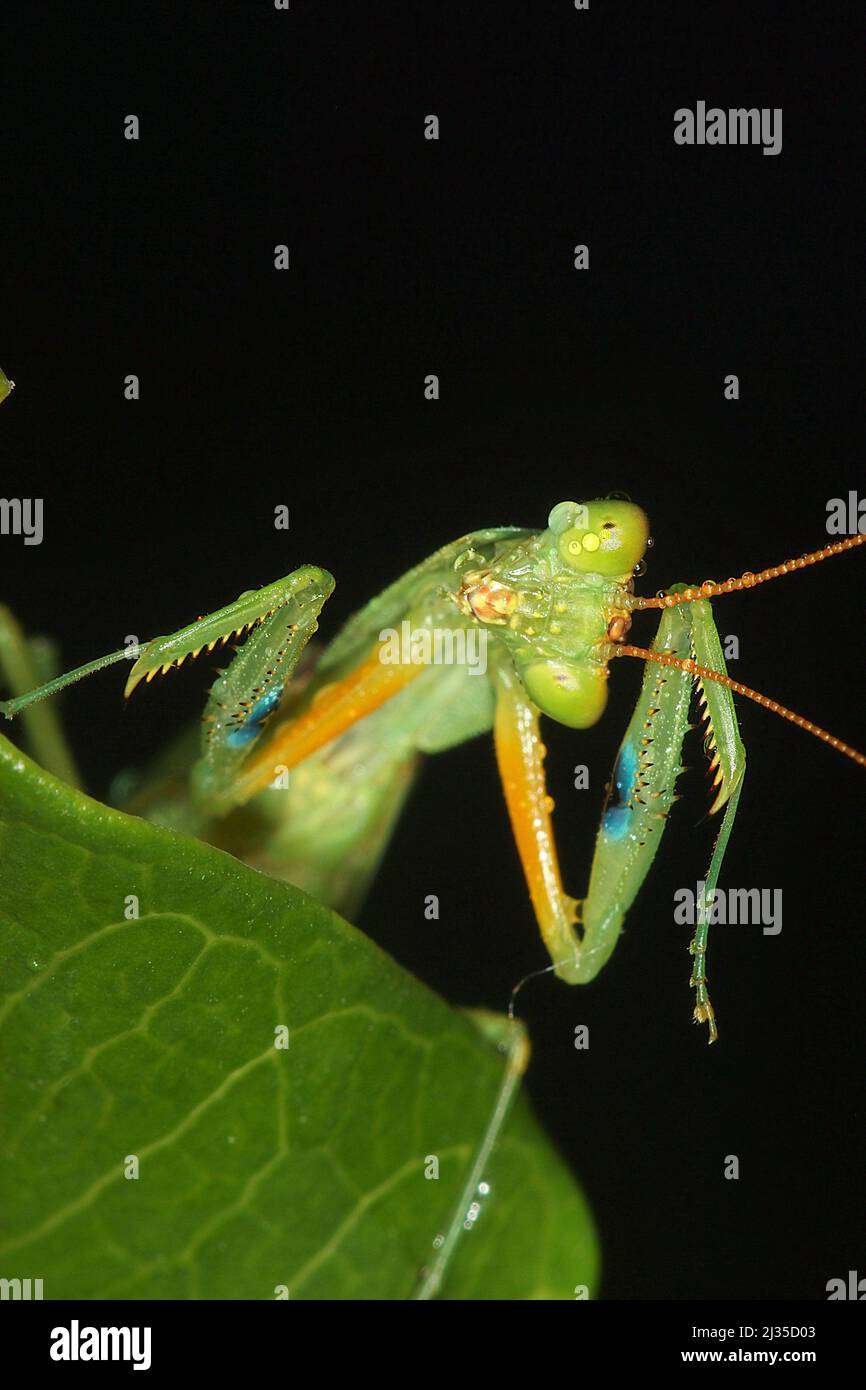 New Zealand mantis (Orthodera novaezealandiae Stock Photo - Alamy