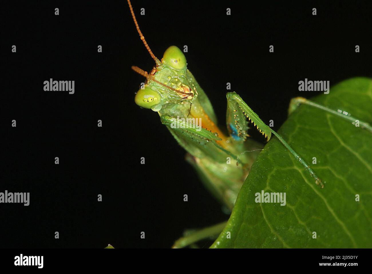 New Zealand mantis (Orthodera novaezealandiae Stock Photo - Alamy
