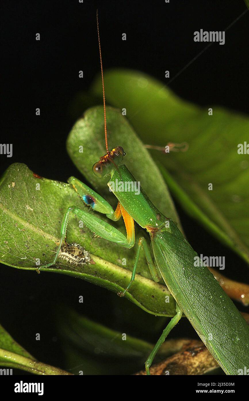 New Zealand mantis (Orthodera novaezealandiae Stock Photo - Alamy