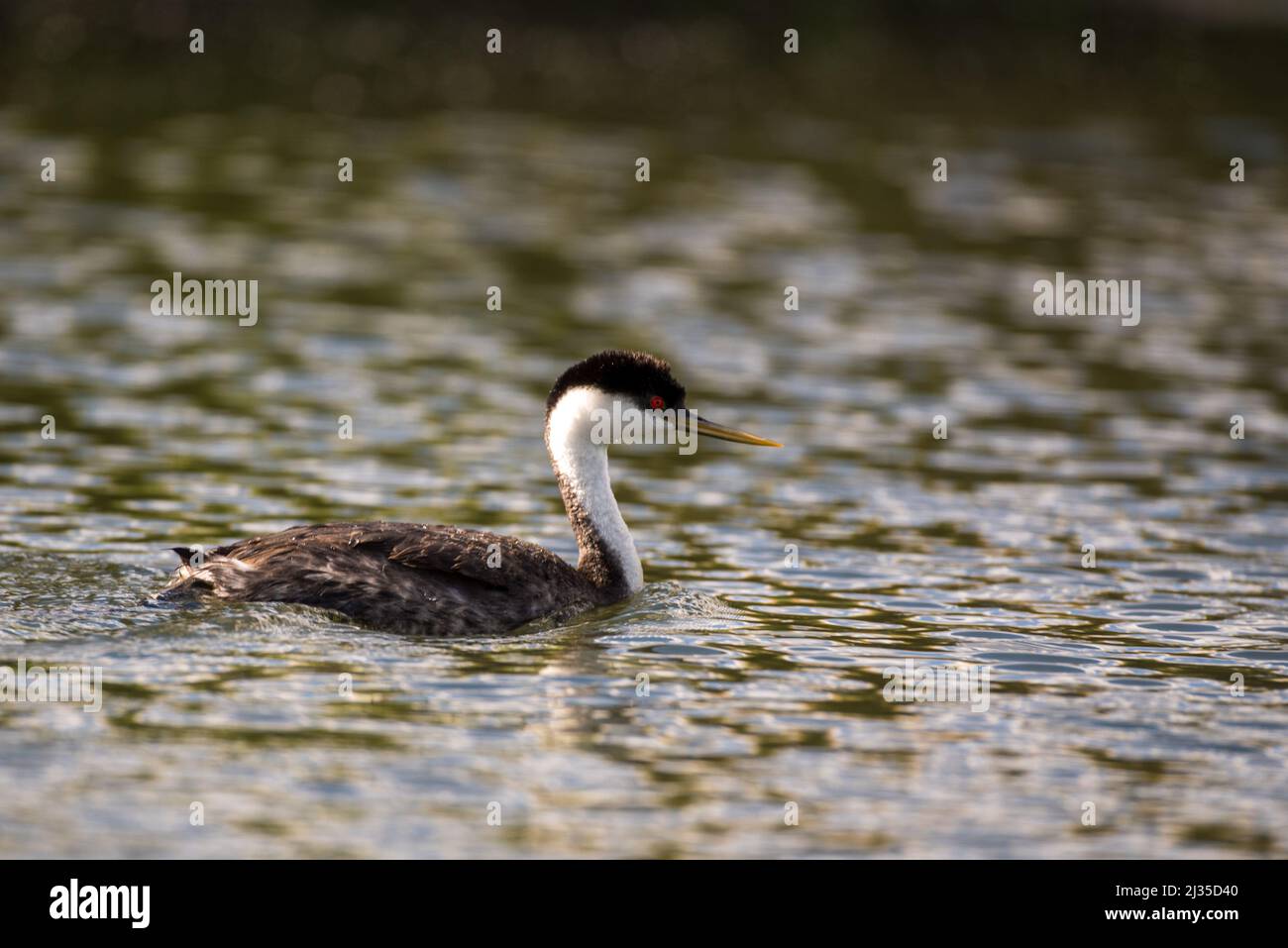 western grebe bird swimming on the water Stock Photo - Alamy