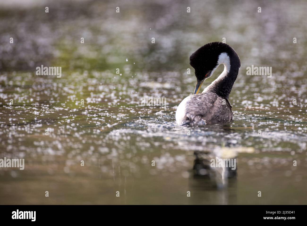 western grebe bird swimming on the water Stock Photo - Alamy