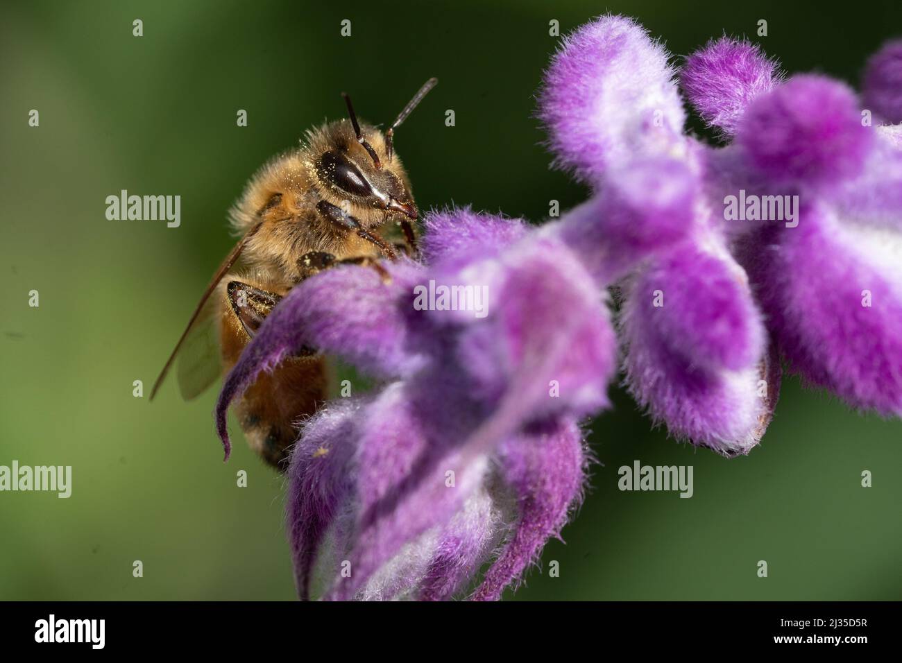 Fuzzy flower hi-res stock photography and images - Alamy