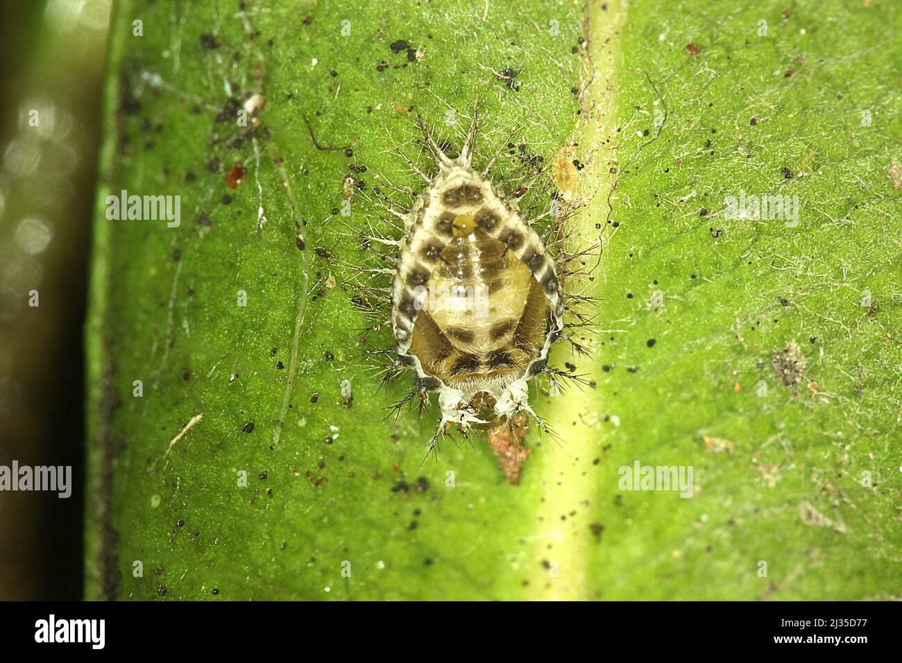 Steelblue Ladybeetle nymph (Halmus chalybeus Stock Photo - Alamy