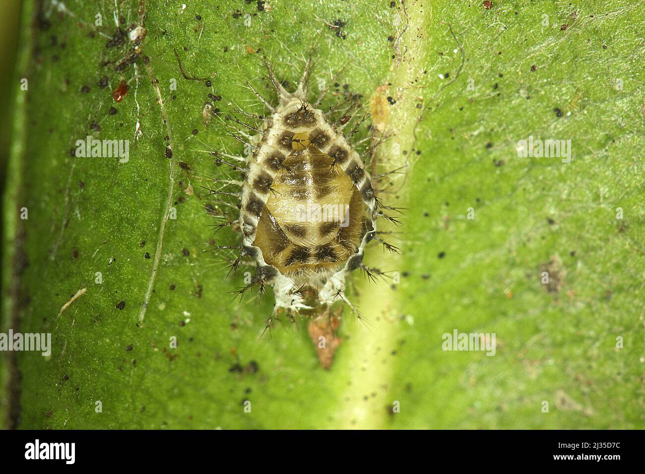 Steelblue Ladybeetle nymph (Halmus chalybeus Stock Photo - Alamy