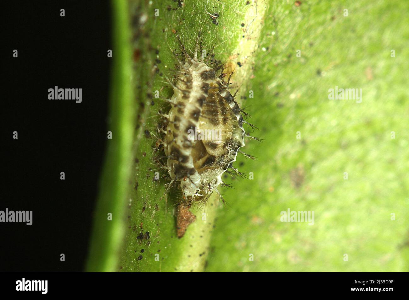 Steelblue Ladybeetle nymph (Halmus chalybeus Stock Photo - Alamy