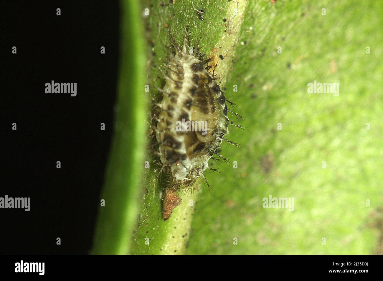 Steelblue Ladybeetle nymph (Halmus chalybeus Stock Photo - Alamy