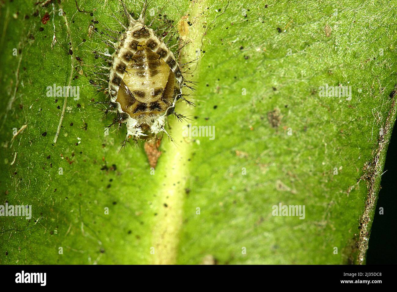Steelblue Ladybeetle nymph (Halmus chalybeus Stock Photo - Alamy