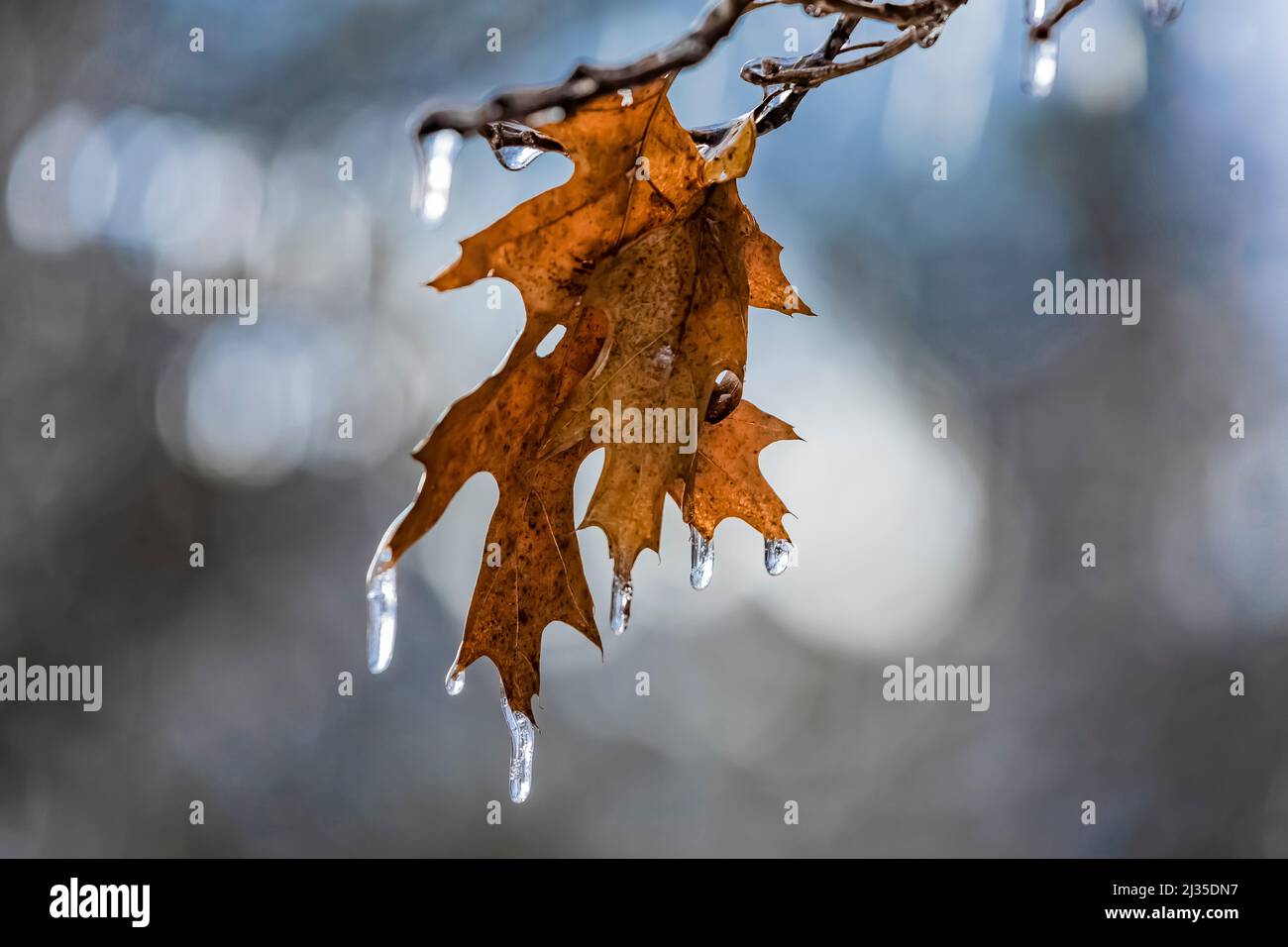 Black Oak, Quercus velutina, leaves dripping icicles after a freezing ...