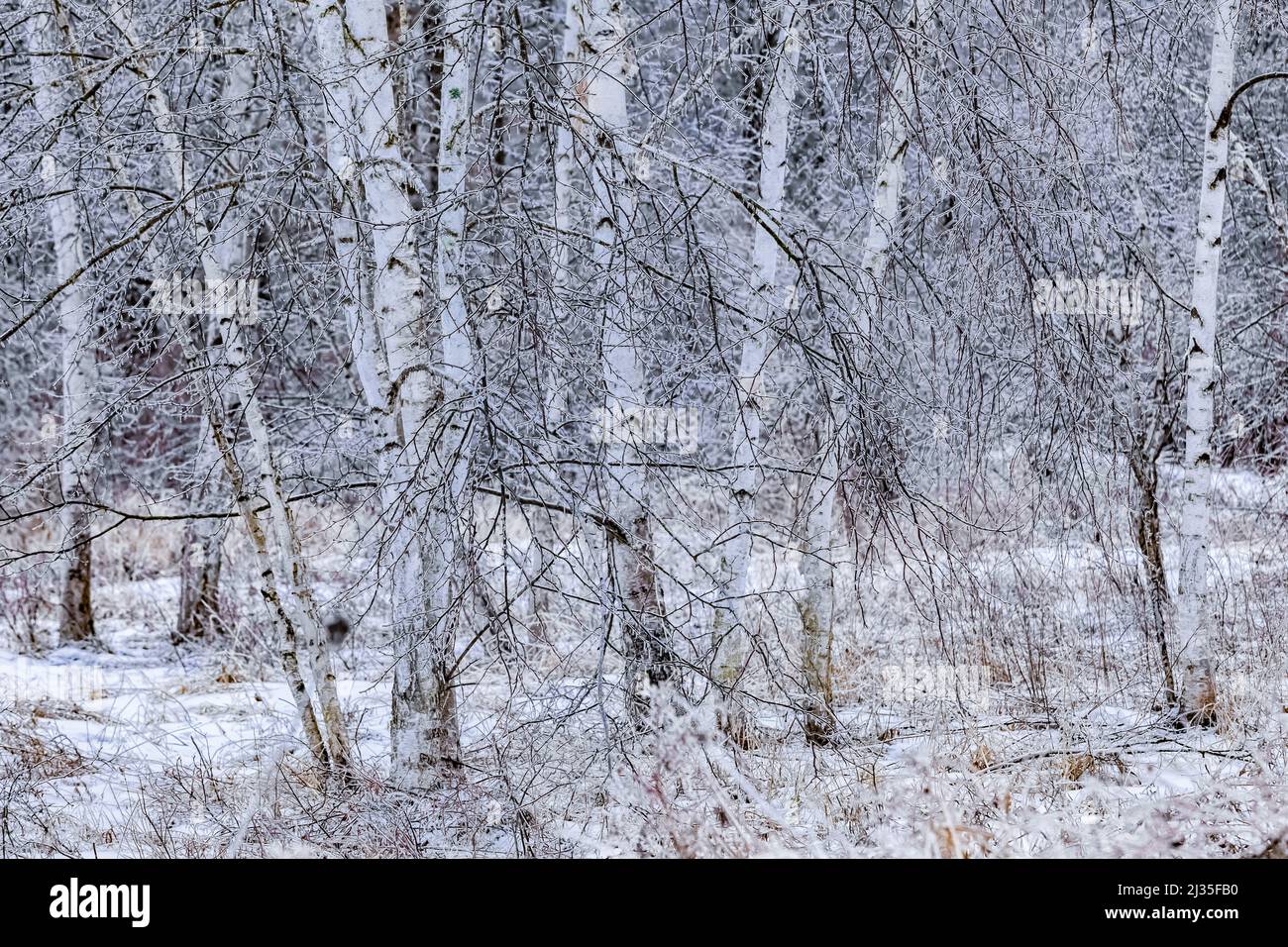 Paper Birch, Betula papyrifera, grove after a freezing rain in Michigan ...