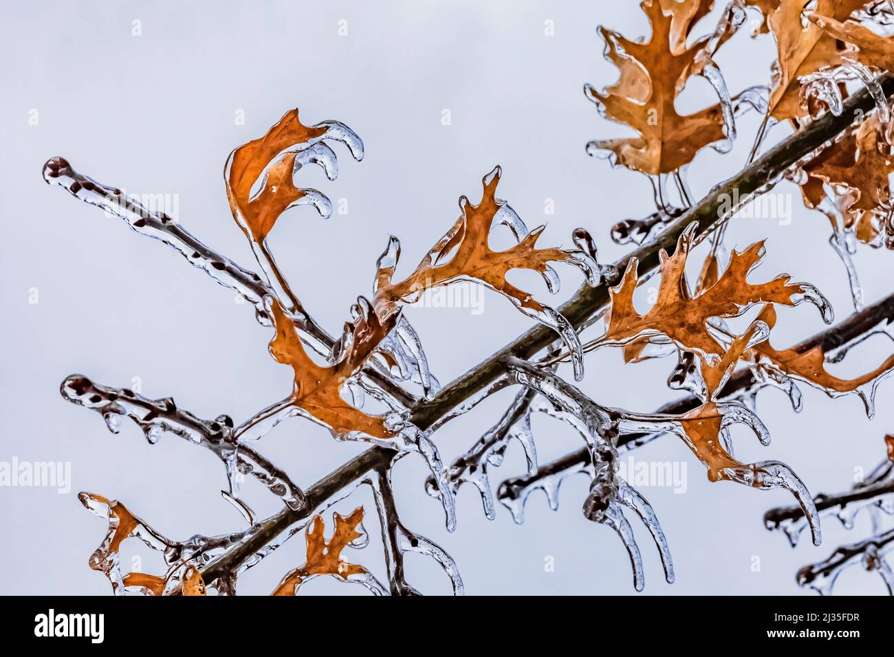 Black Oak, Quercus velutina, leaves dripping icicles after a freezing ...