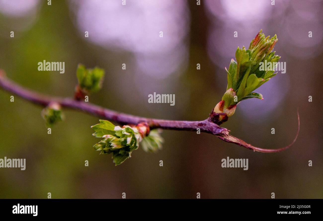 Developing buds hi-res stock photography and images - Alamy
