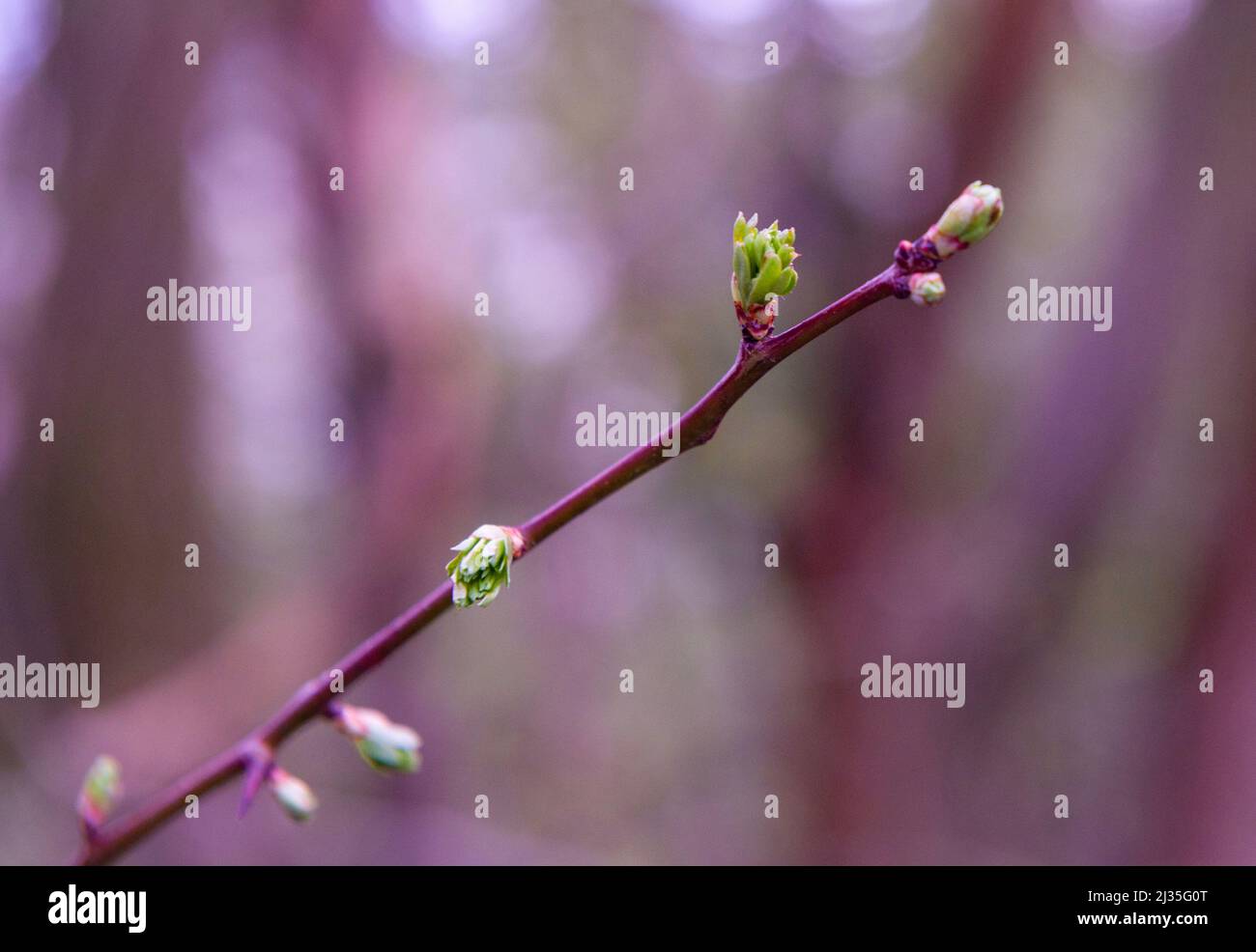 Developing buds hi-res stock photography and images - Alamy