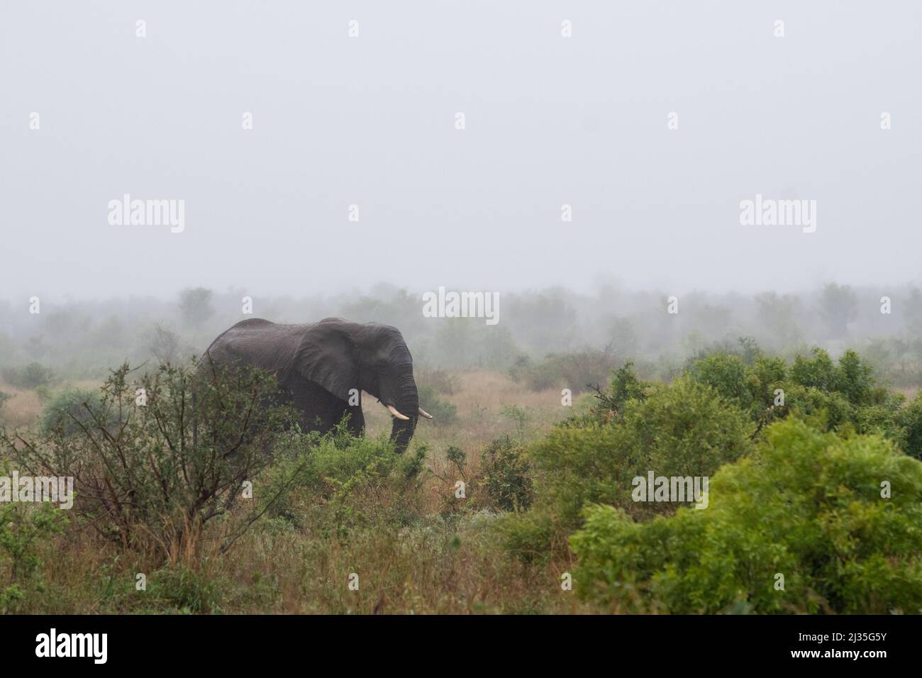 Safari south africa elephant bush hi-res stock photography and images - Alamy