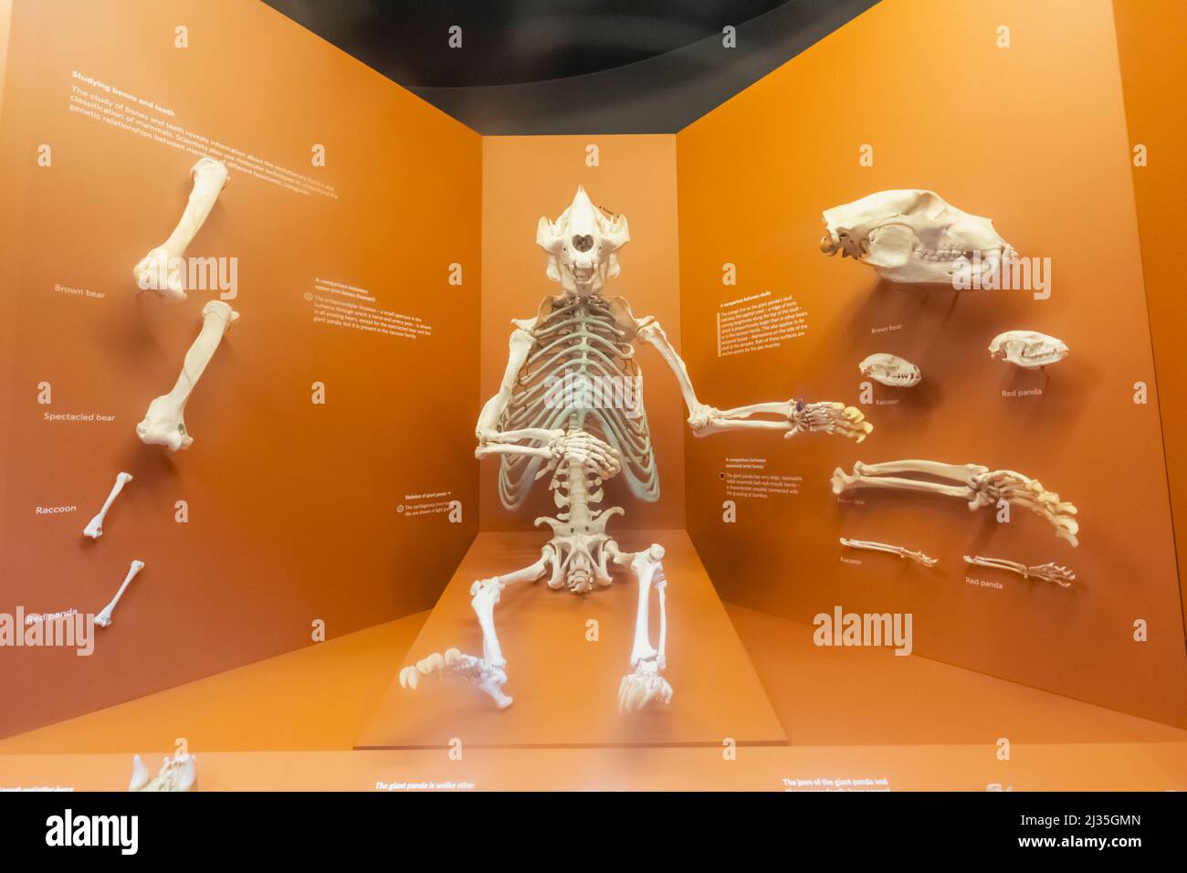 Exhibit of panda skeleton hi-res stock photography and images - Alamy