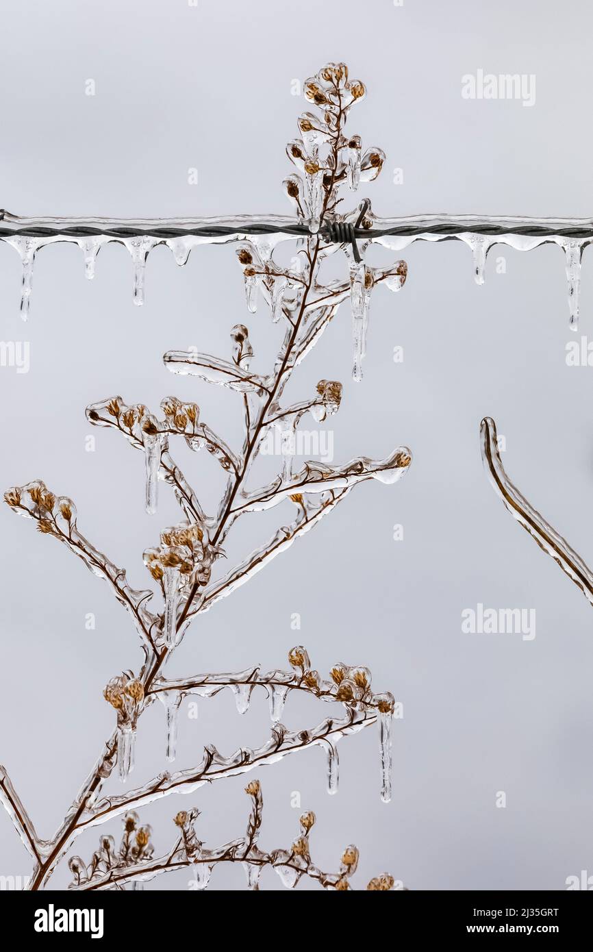 Roadside plant and barbed wire dripping icicles after a freezing rain ...