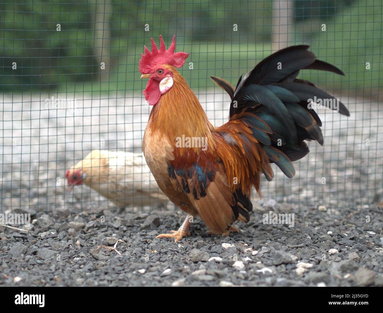 Bantam Rooster Chicken Beautiful Close Up with Natural Farm Background ...