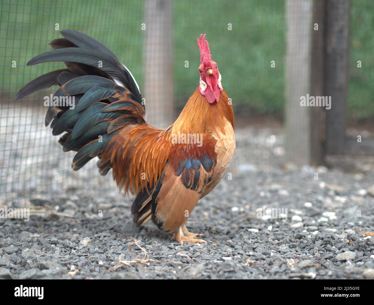 Beautiful Bantam Chickens