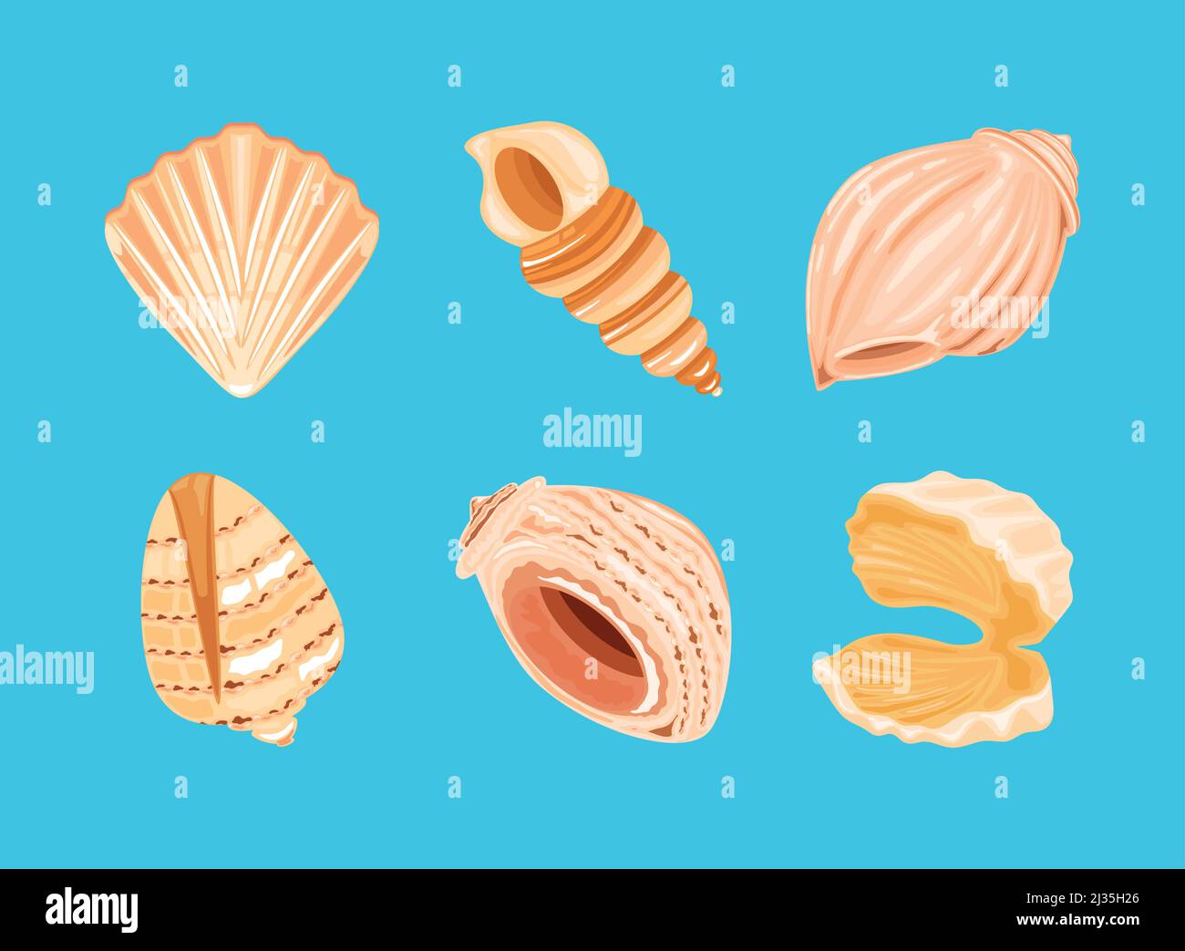 Sea shells shells mollusks Stock Vector Images - Alamy