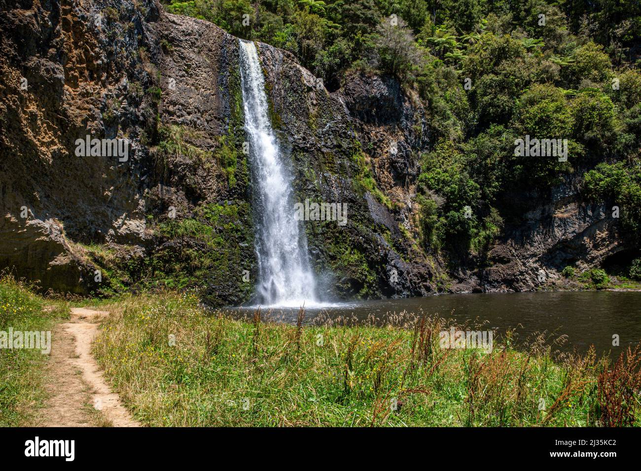 Auckland forest hi-res stock photography and images - Alamy