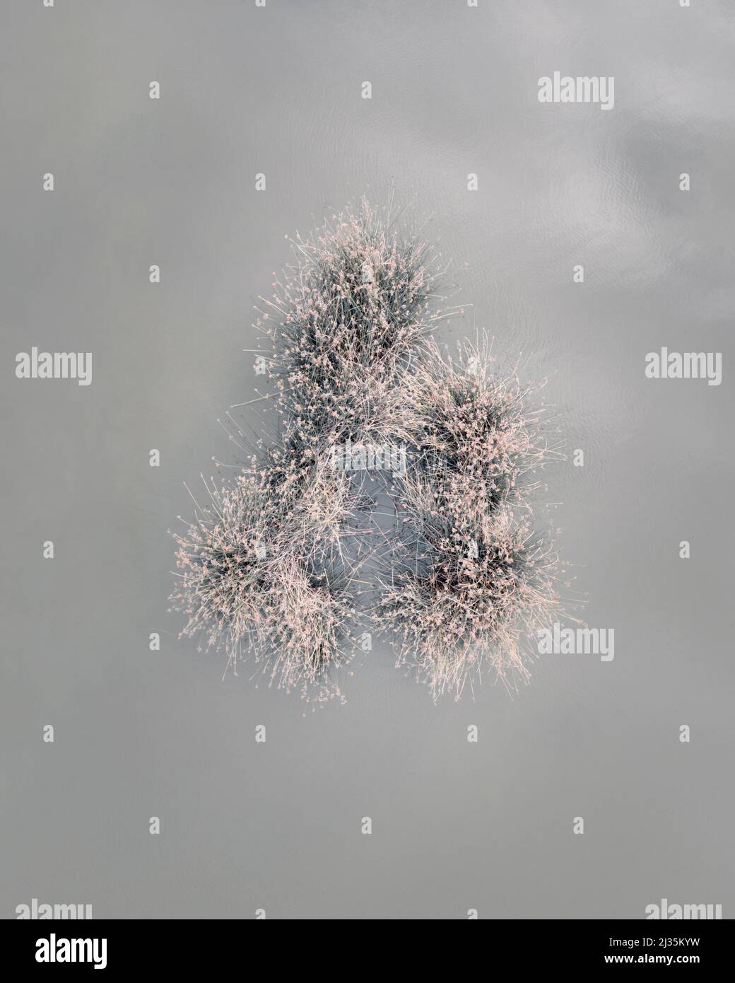 Shape of letter A in nature Stock Photo - Alamy