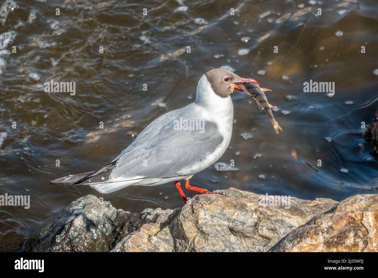 The black-headed gull stands on the river bank with a fish in its beak ...